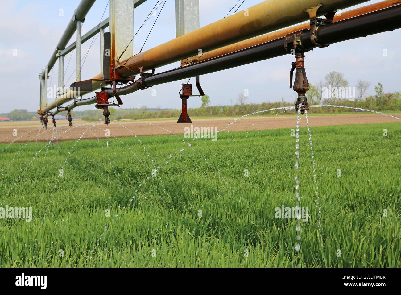 Sprinkler system irrigates a field Stock Photo - Alamy