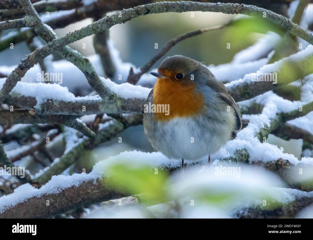 Red robin snow hi-res stock photography and images - Alamy