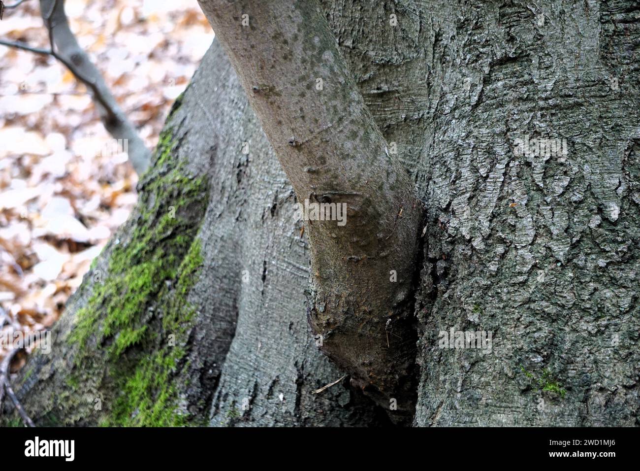 Twisted trunk of a tree Stock Photo - Alamy