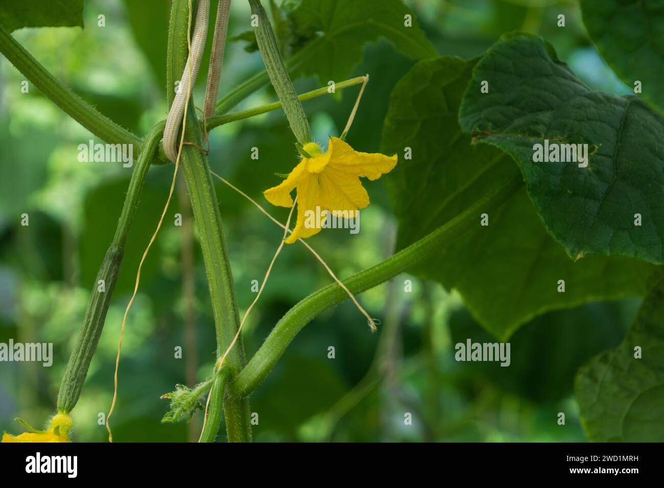 creeping vine Cucumbers growing in a vegetable garden in summer in ...