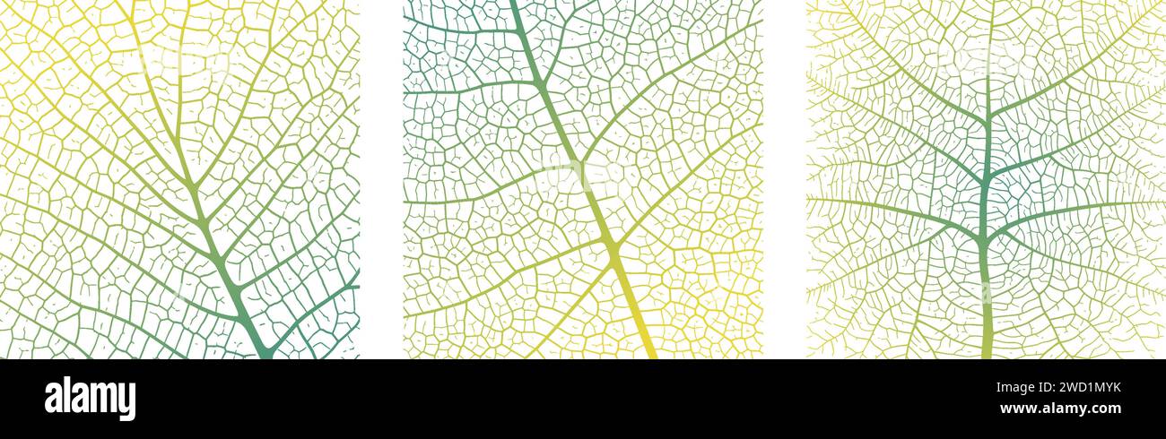 Leaf vein texture abstract background with close up plant leaf cells ...