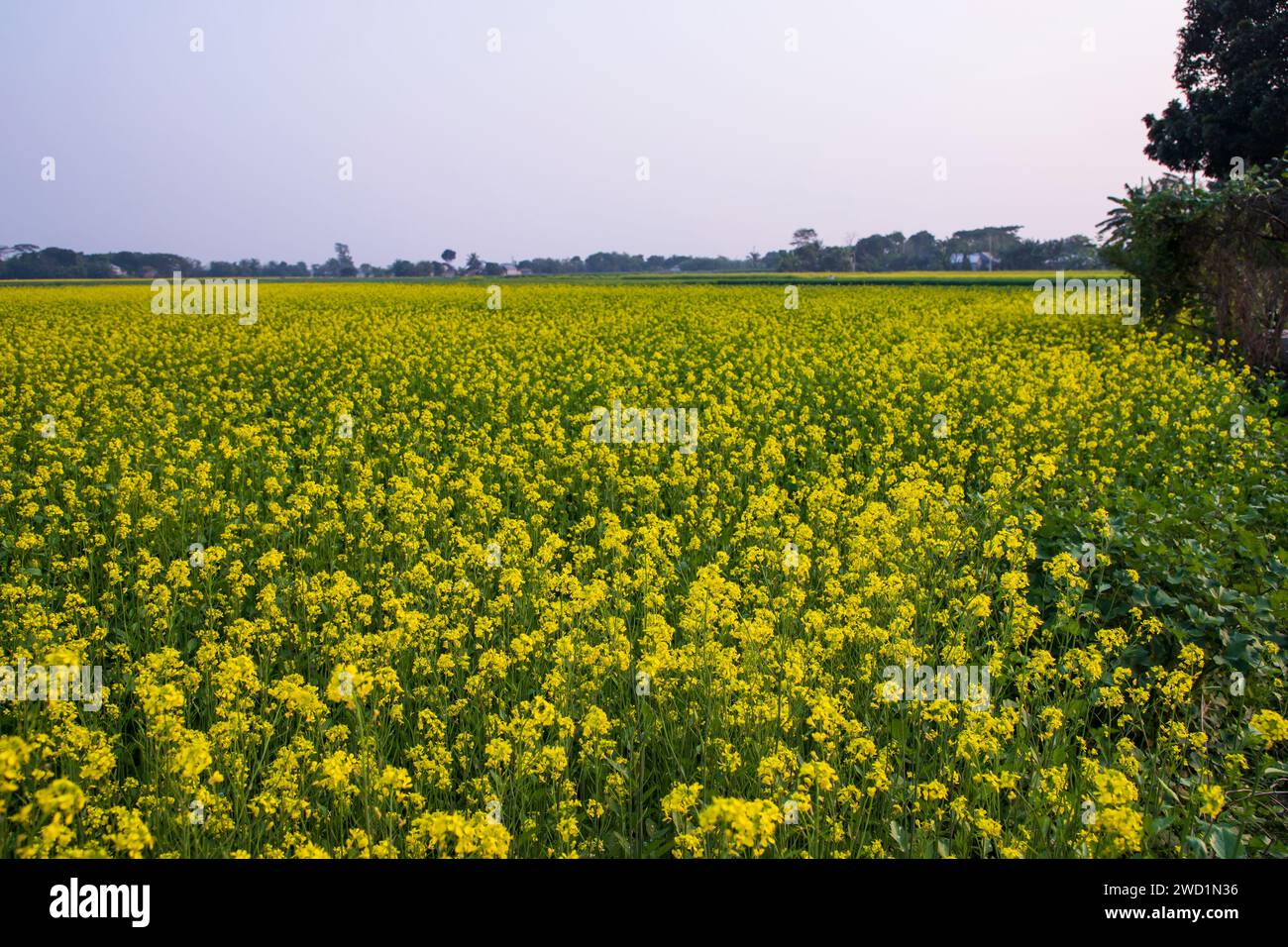 Beautiful Floral Landscape View of Rapeseed in a field with blue sky in ...