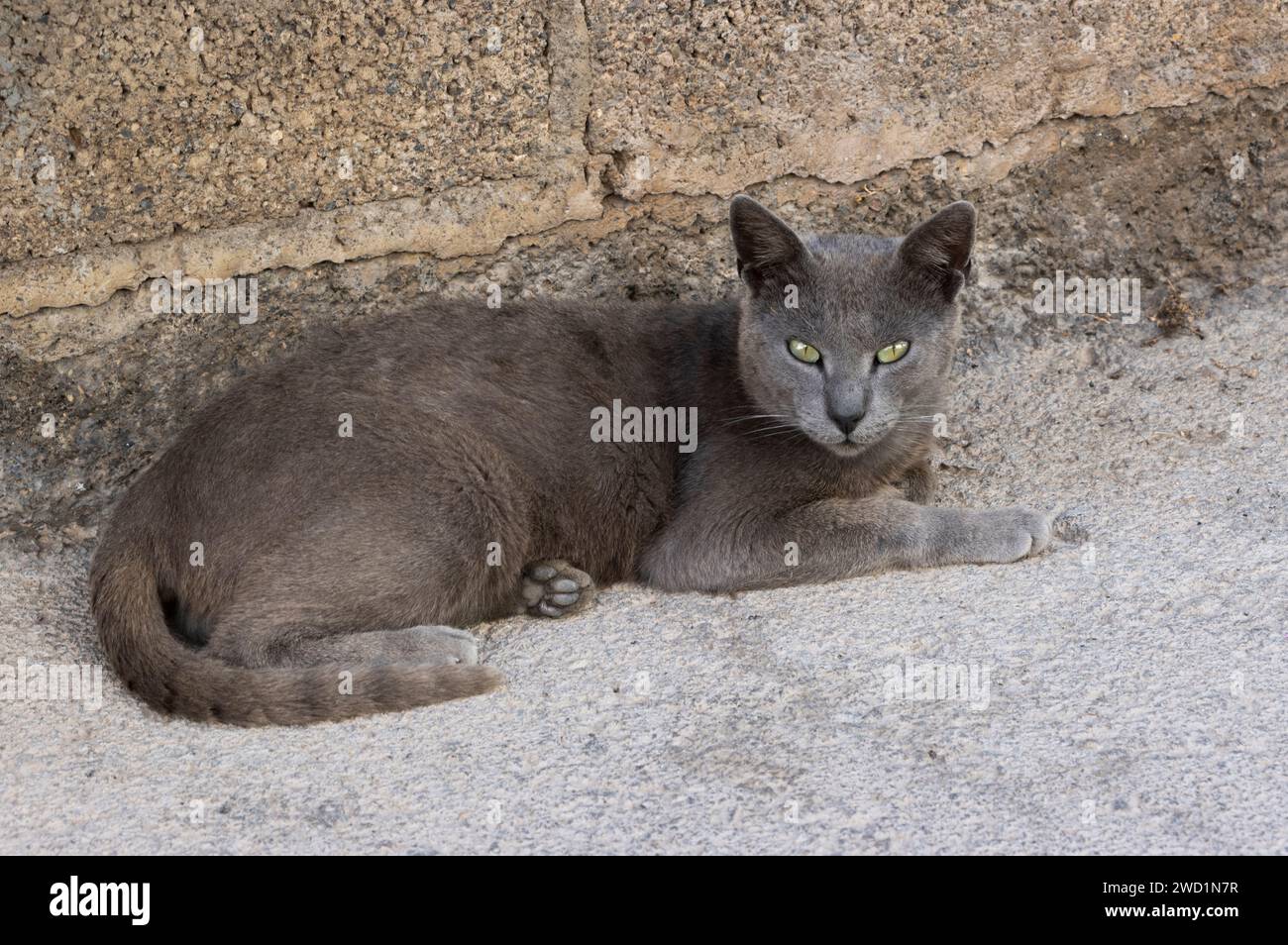 Piercing gaze hi-res stock photography and images - Alamy
