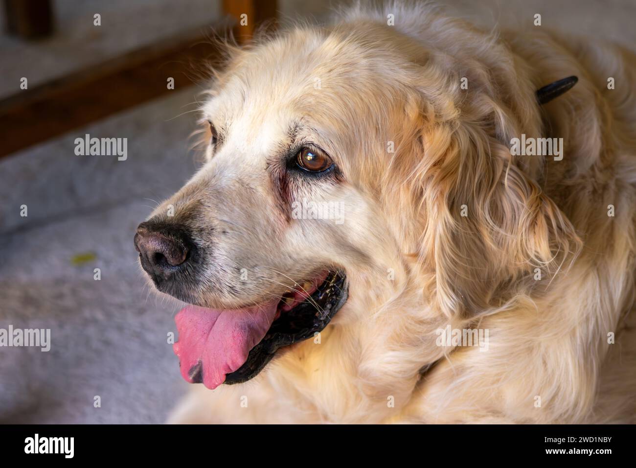 Son Golden Retrievers Perros Tranquilos