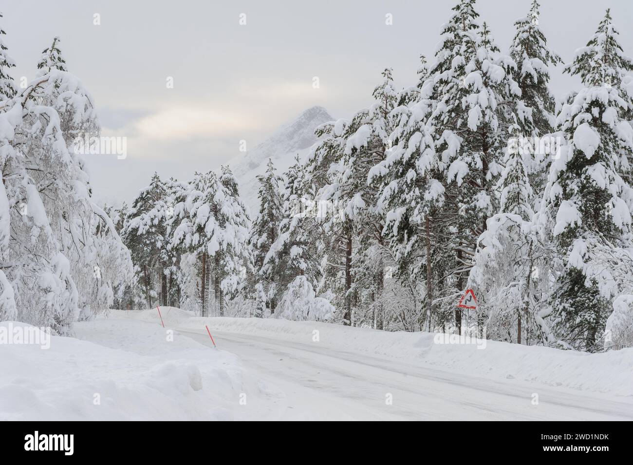 A serene snowy landscape captures the tranquility of a forest with ...