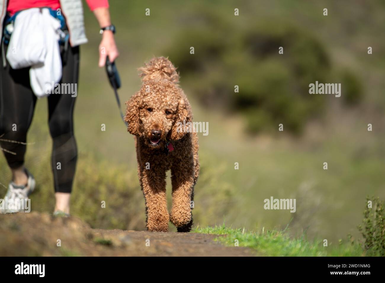 A poodle and its owner walking on a scenic trail surrounded by lush ...