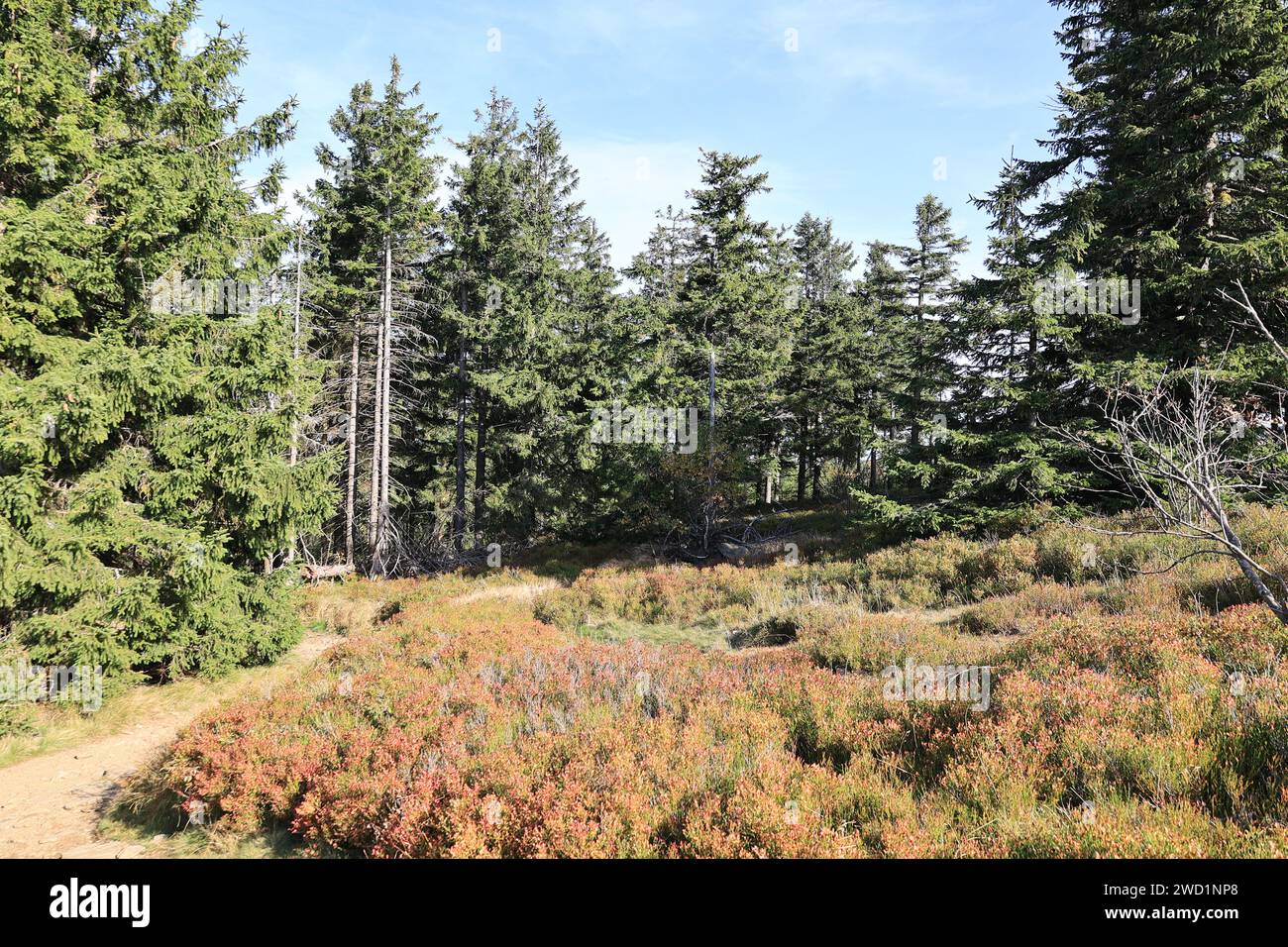 Herbst am Großen Osser im Bayerischen Wald Stock Photo - Alamy