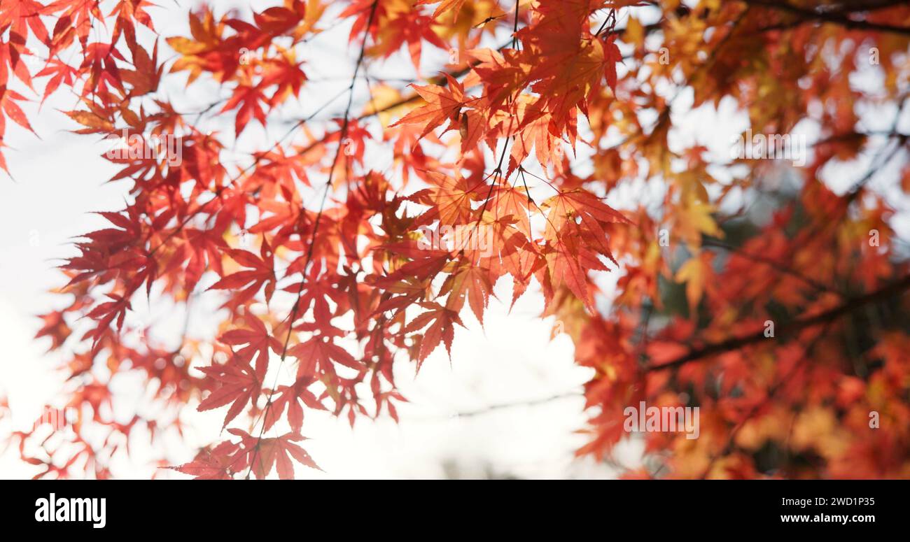 Japanese, nature and leaves in forest at Autumn with park, trees and ...