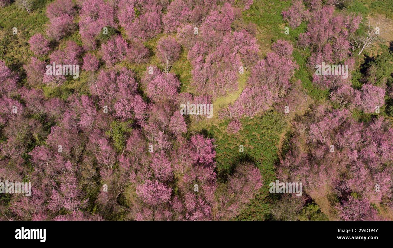 Aerial view of pink cherry blossom trees on mountains. landscape ...