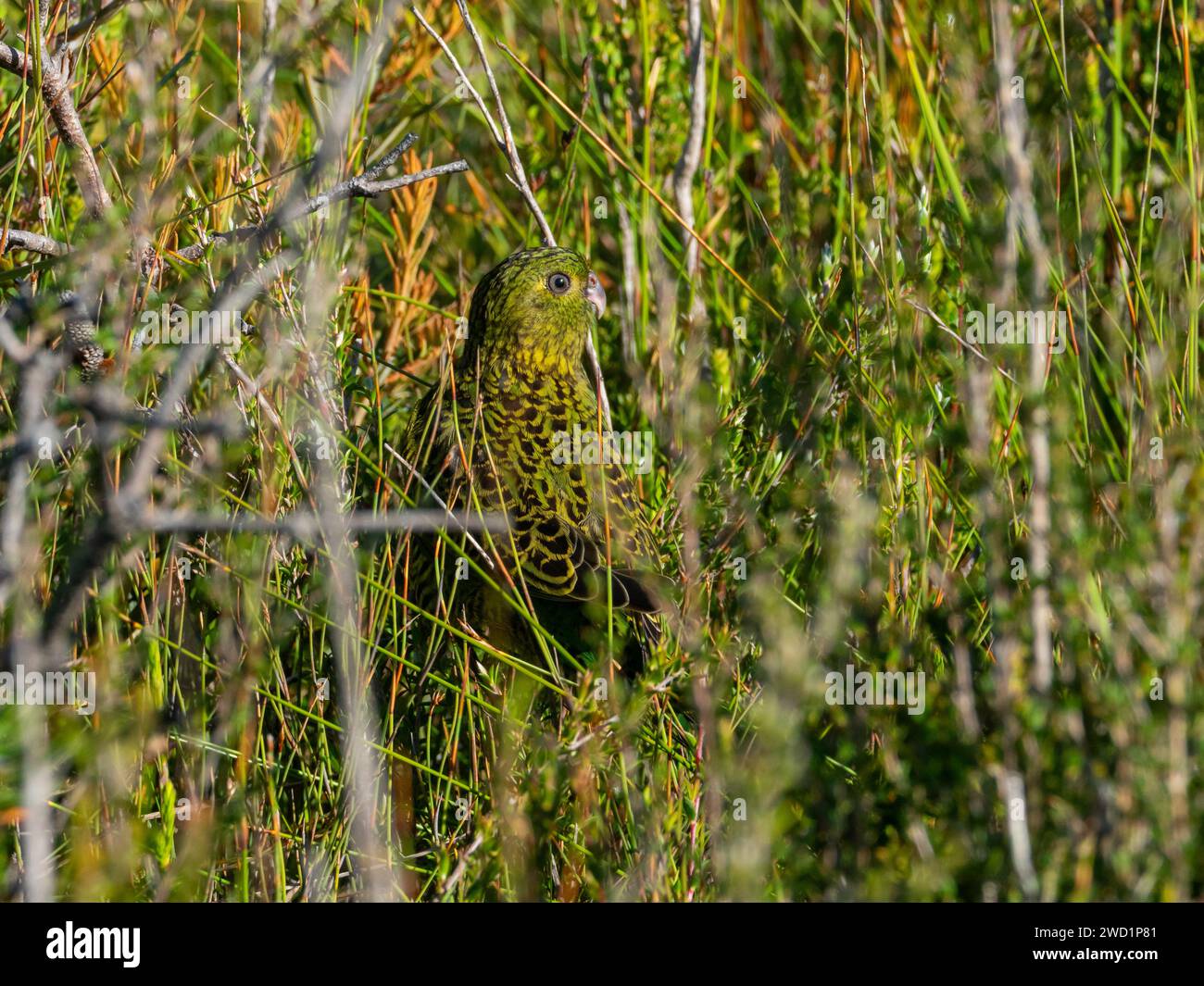 Pezoporus wallicus wallicus hi-res stock photography and images - Alamy