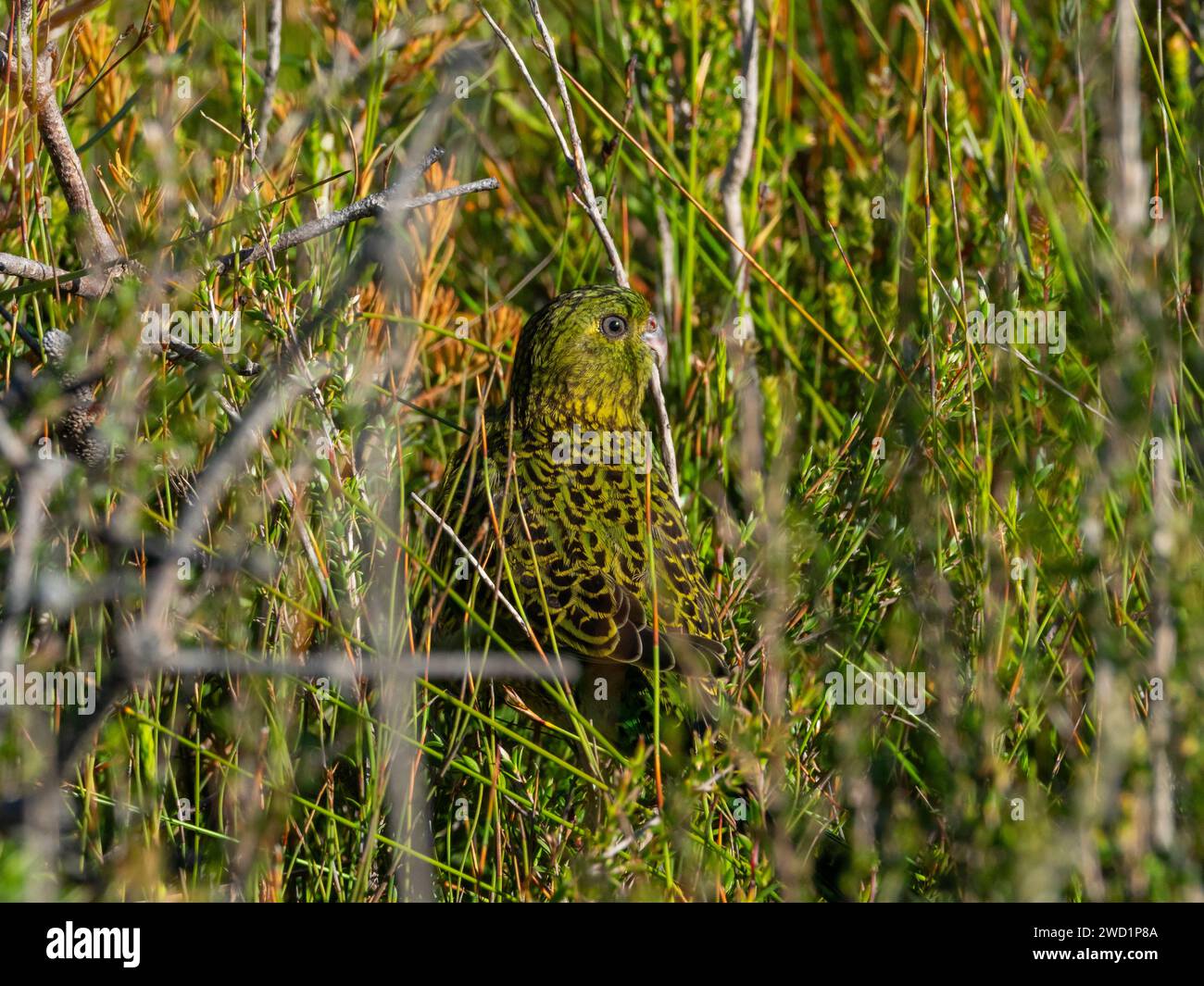Ground Parrot, Pezoporus wallicus wallicus, in the coastal heath of ...