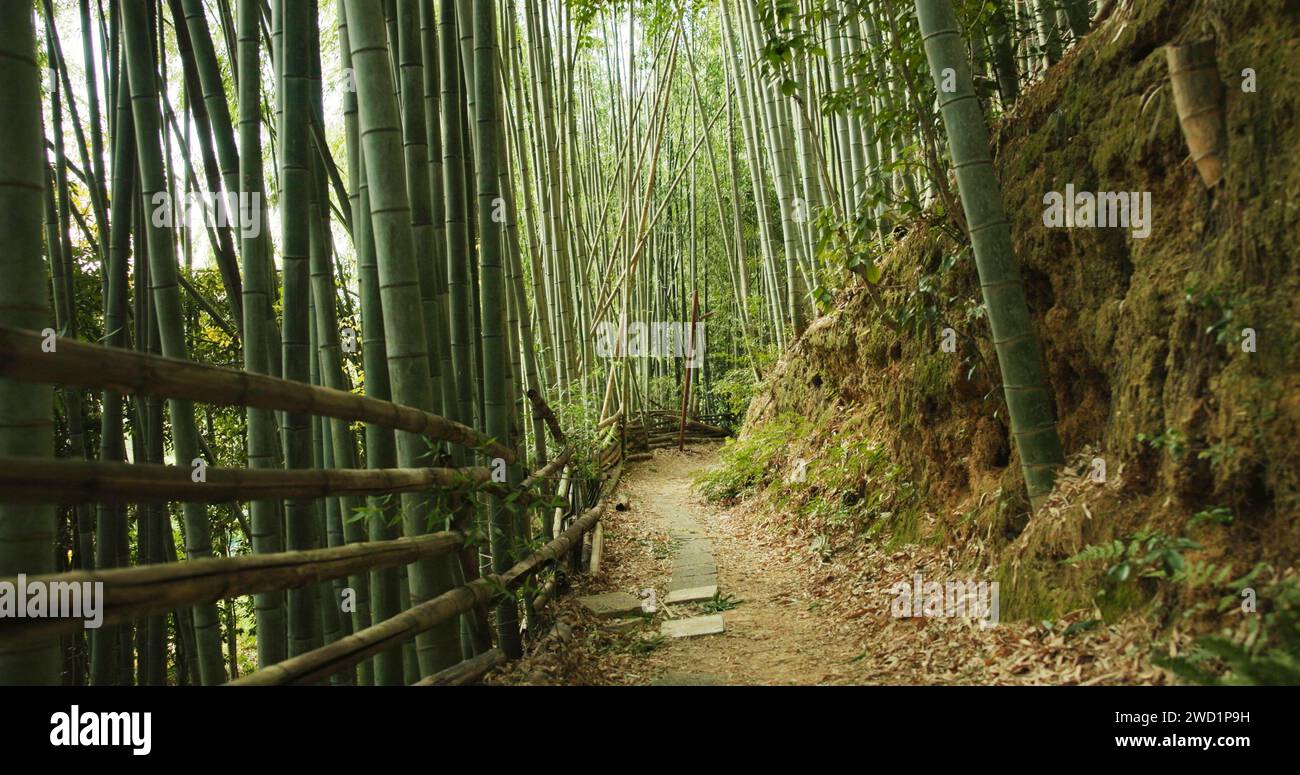 Bamboo, bridge and trees in sustainable environment, nature landscape ...