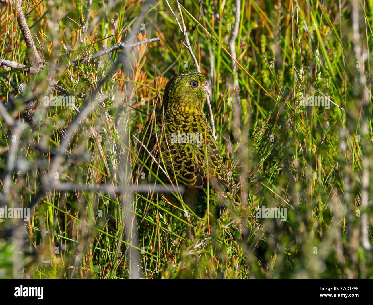 Ground Parrot, Pezoporus wallicus wallicus, in the coastal heath of ...