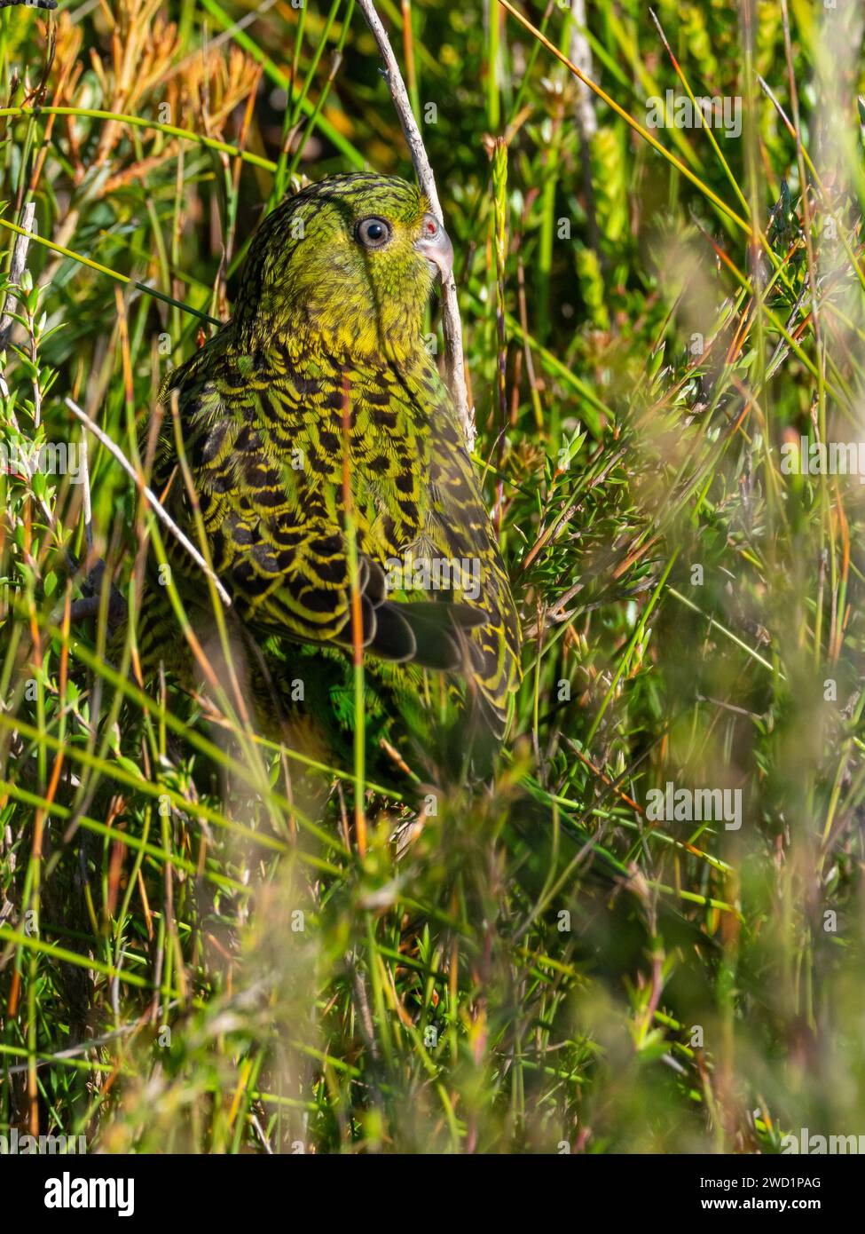 Ground Parrot, Pezoporus wallicus wallicus, in the coastal heath of ...