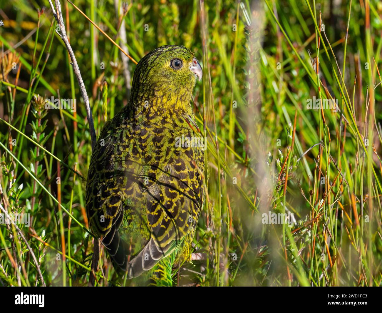 Ground Parrot, Pezoporus wallicus wallicus, in the coastal heath of ...