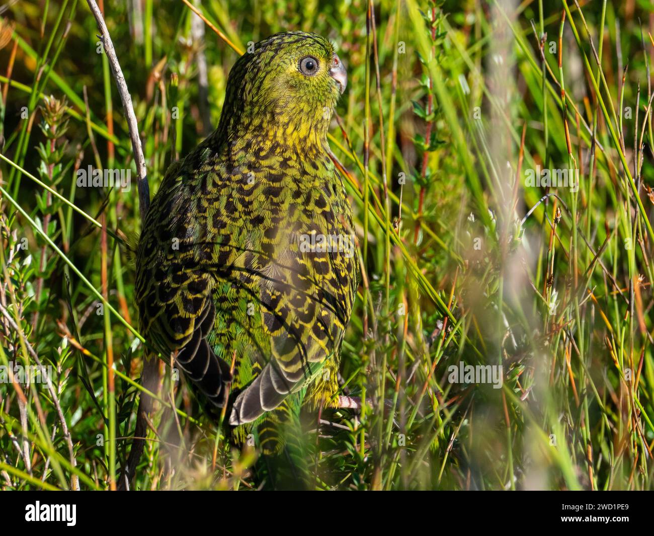 Ground Parrot, Pezoporus wallicus wallicus, in the coastal heath of ...