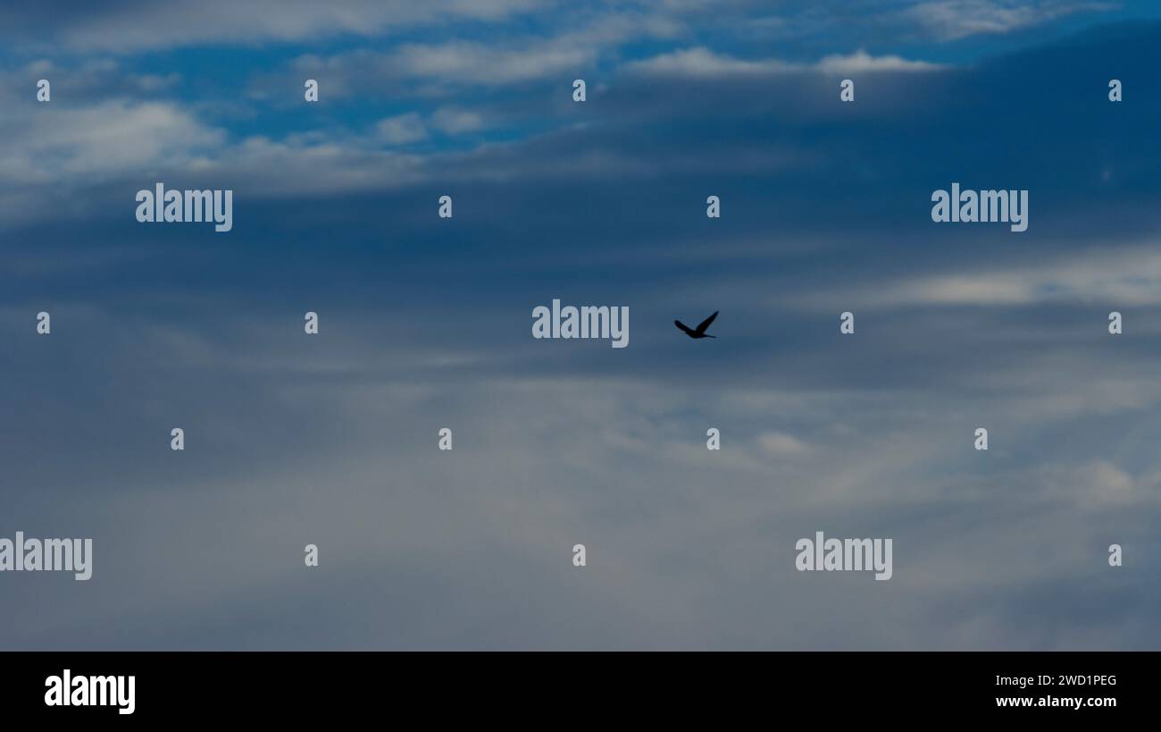 crow flying with a beautiful blue sky and white clouds Stock Photo - Alamy