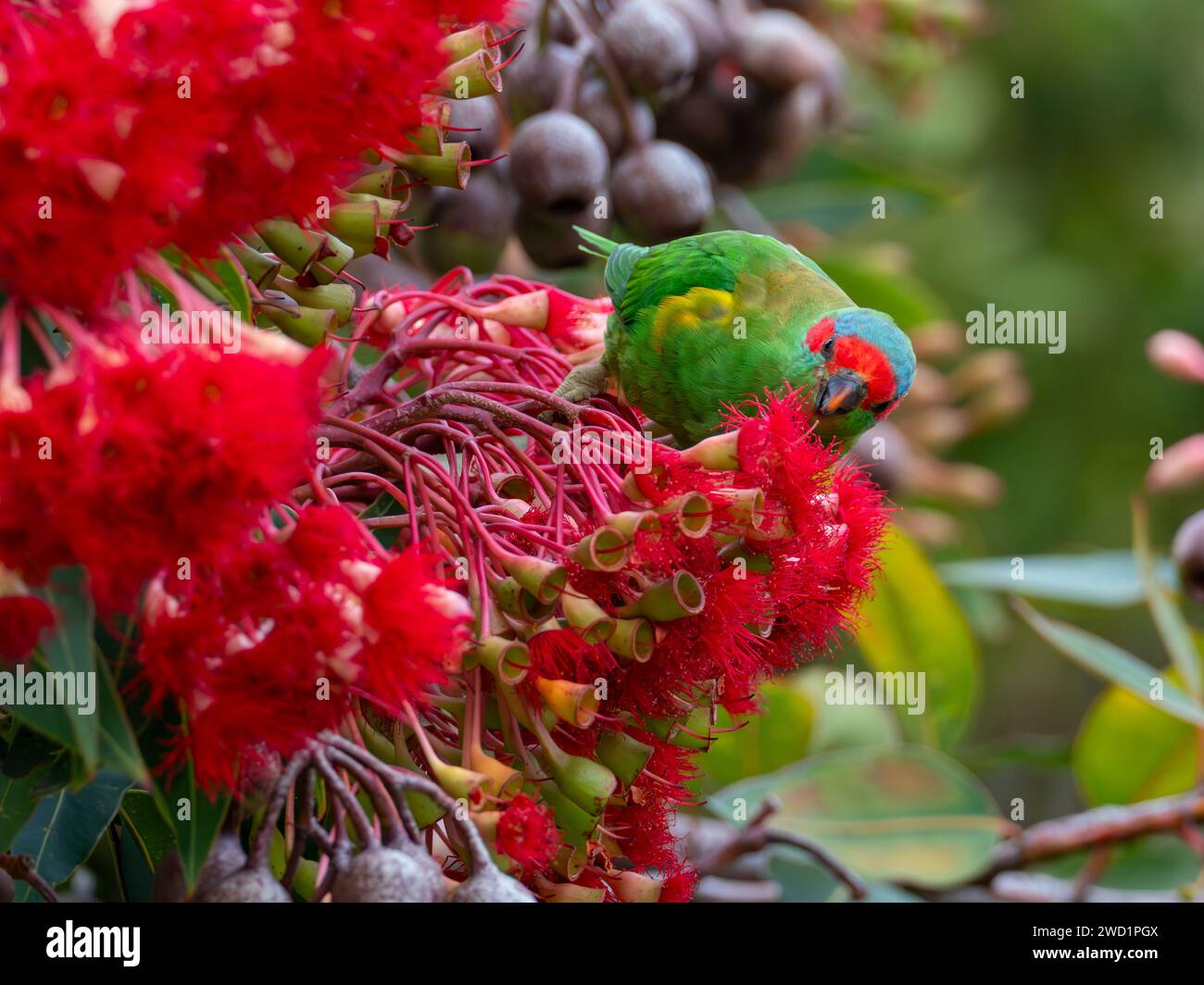 Musk Lorikeet,Glossopsitta concinna, feeding on the flowers of red ...