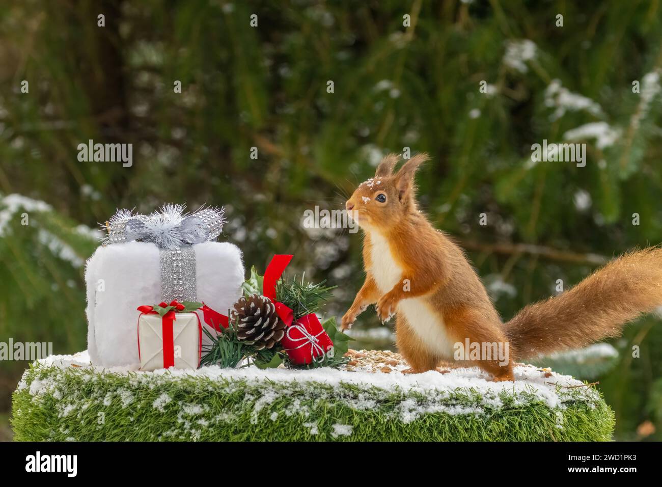 Curious little scottish red squirrel in the snow in a Christmas scene ...