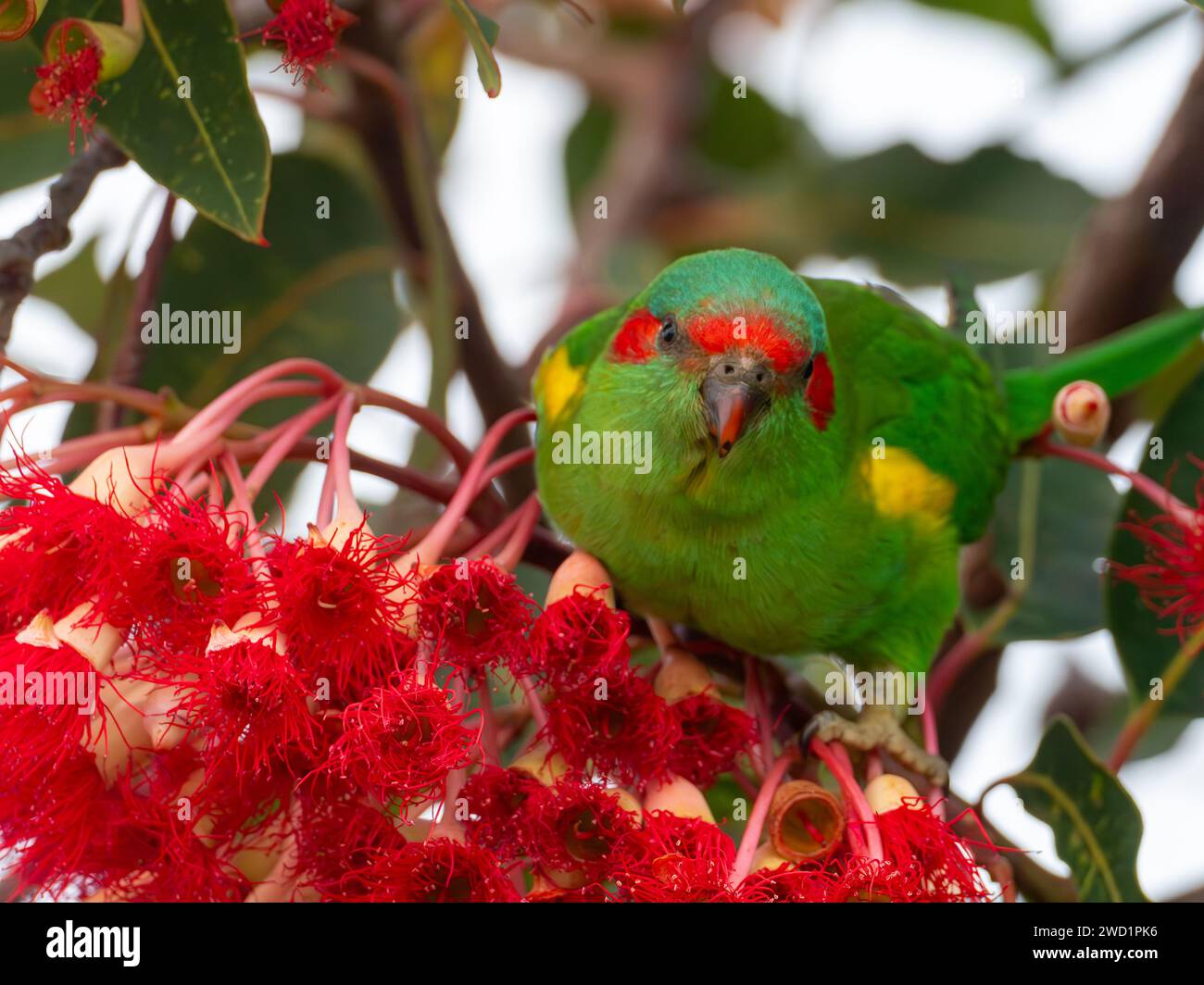 Red flowering hi-res stock photography and images - Alamy