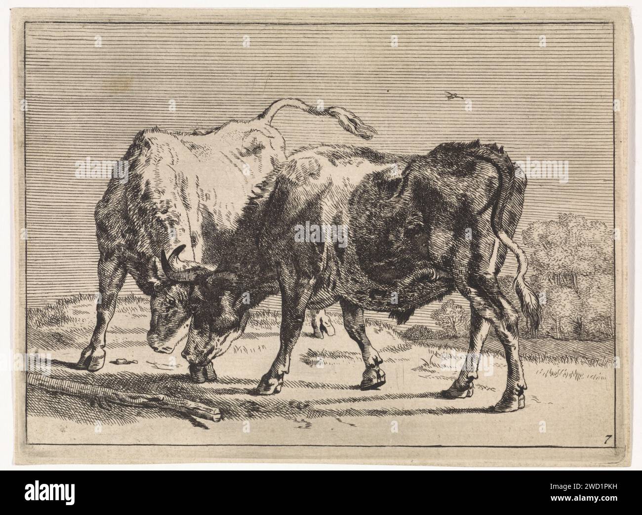 Two Fighting Oss, Anonymous, After Paulus Potter, 1650 - 1700 print ...