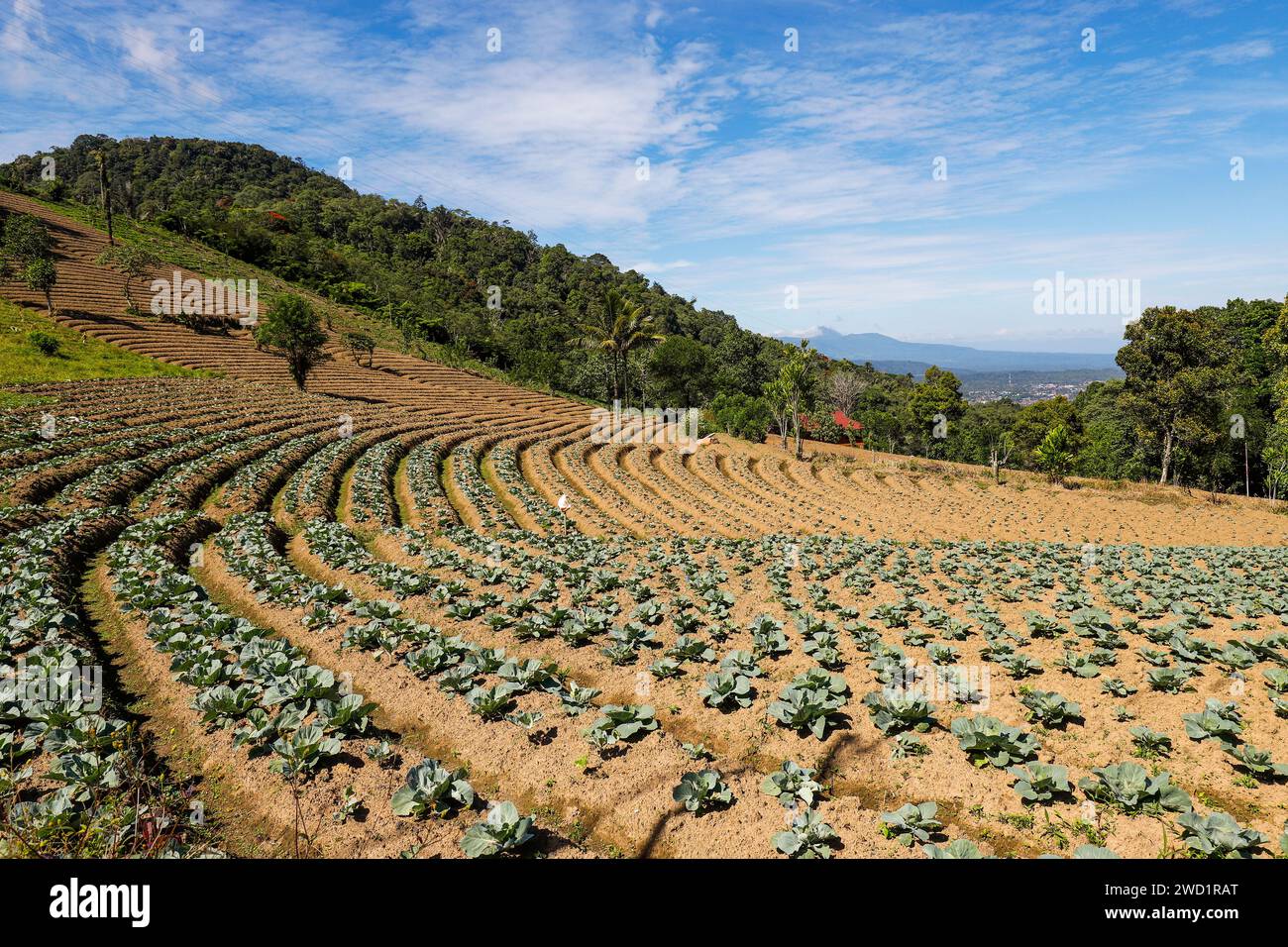 Volcanic soil farming hi-res stock photography and images - Alamy