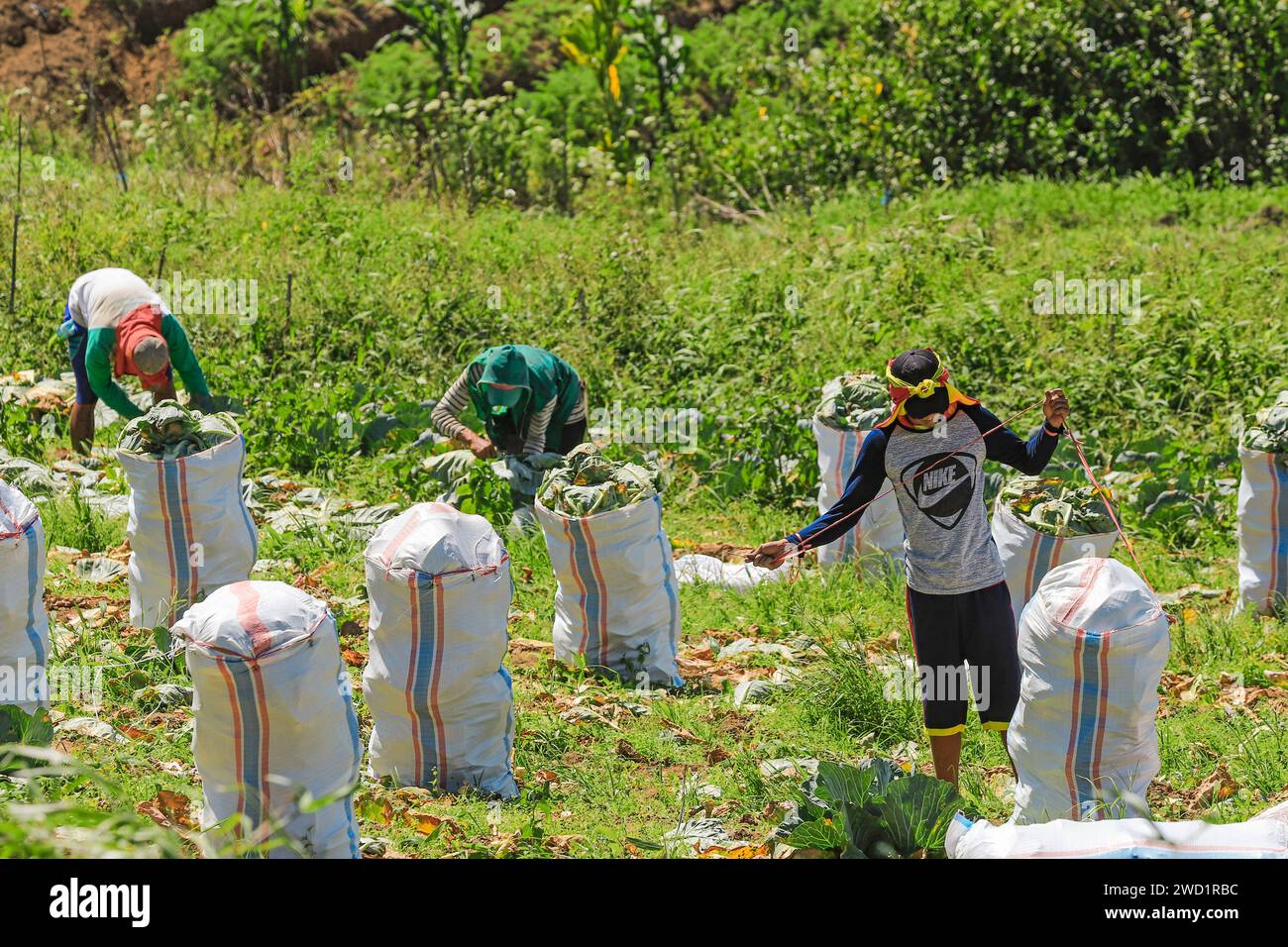Bagging soil hi-res stock photography and images - Alamy