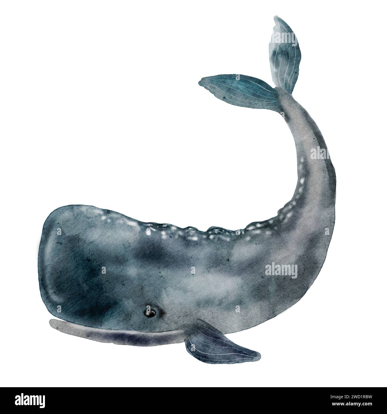 Watercolor drawing of a sperm whale isolate on a white background hand ...