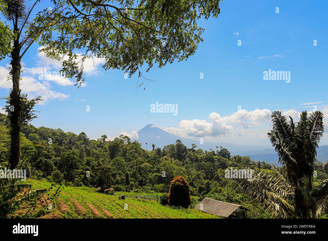 Fertile volcanic landscape near Mt Mahawu crater with 1785m Mt Soputan ...