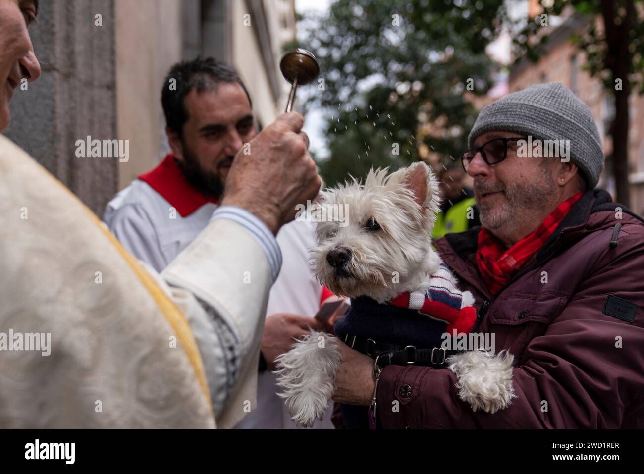 Madrid, Spain. 17th Jan, 2024. A dog carried by its owner seen being ...
