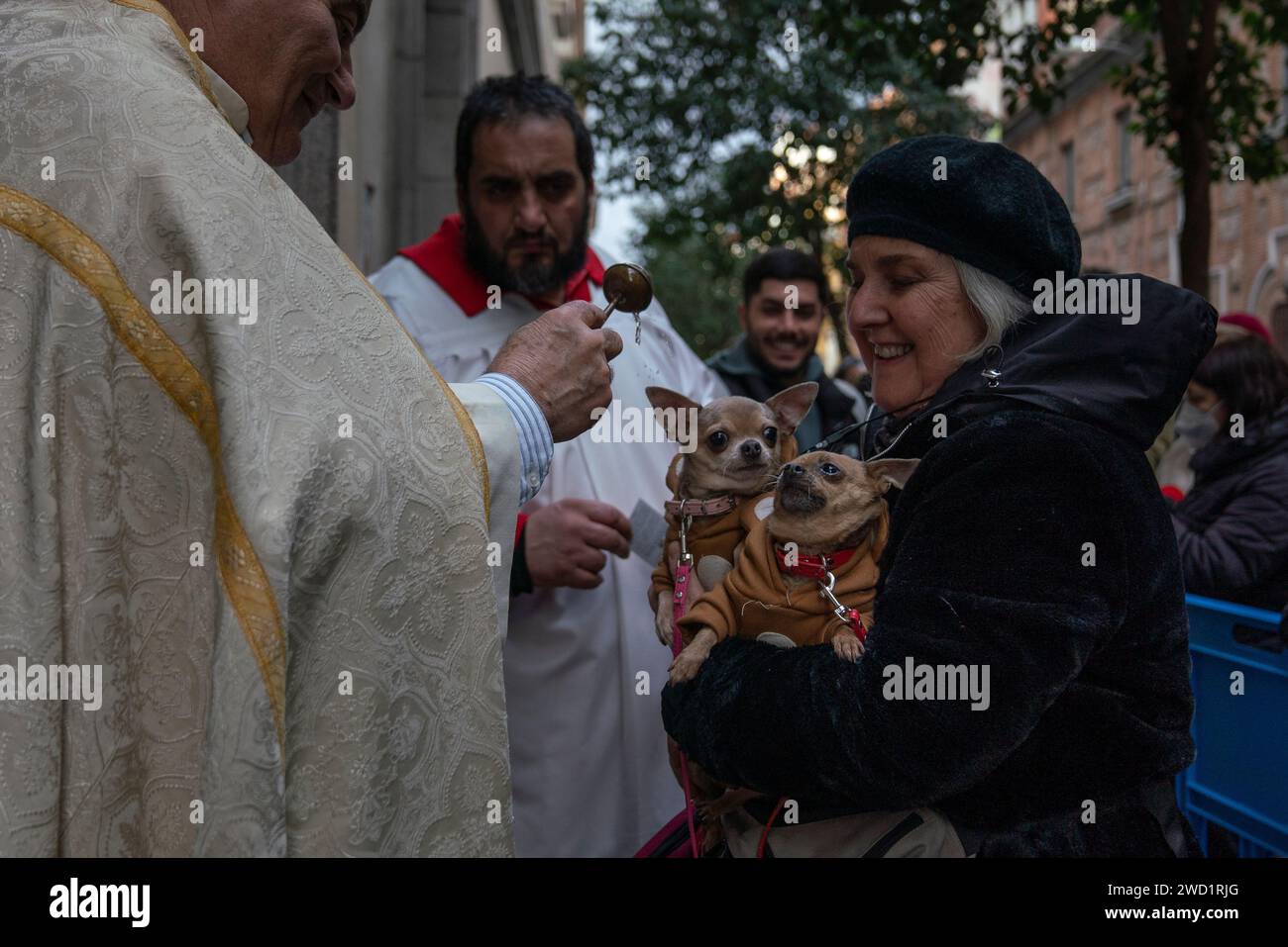 Madrid, Spain. 17th Jan, 2024. Two dogs with their owner seen being ...
