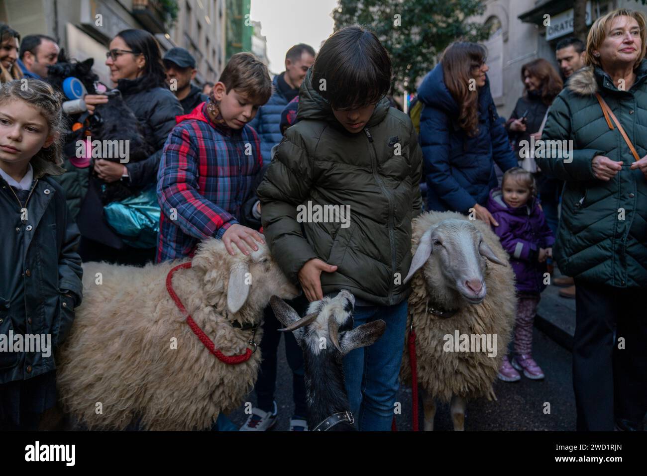 Madrid, Spain. 17th Jan, 2024. A kid with two sheep and a goat is seen ...