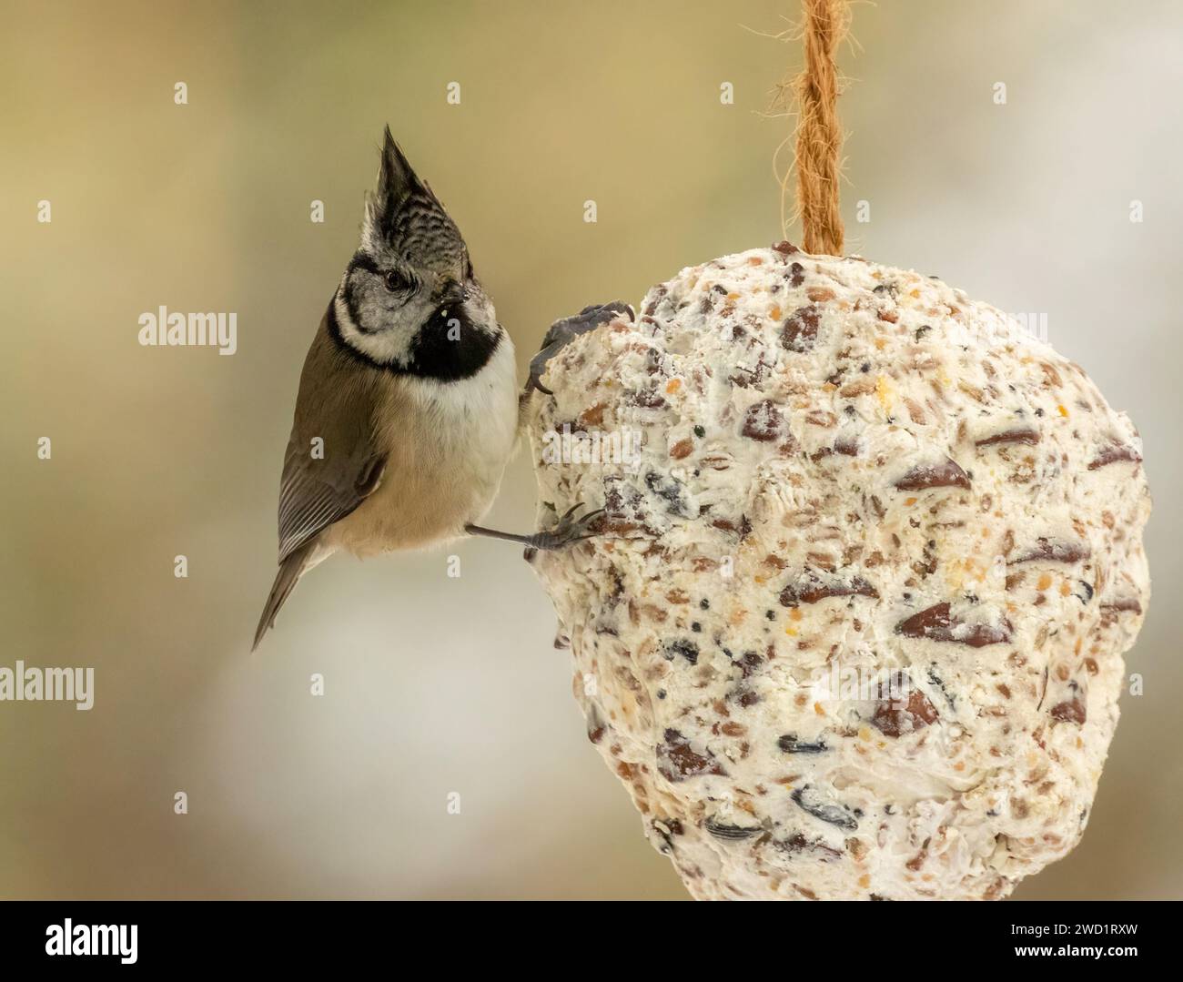 Rare scottish highlands woodland bird, crested tit, on a suet cone ...