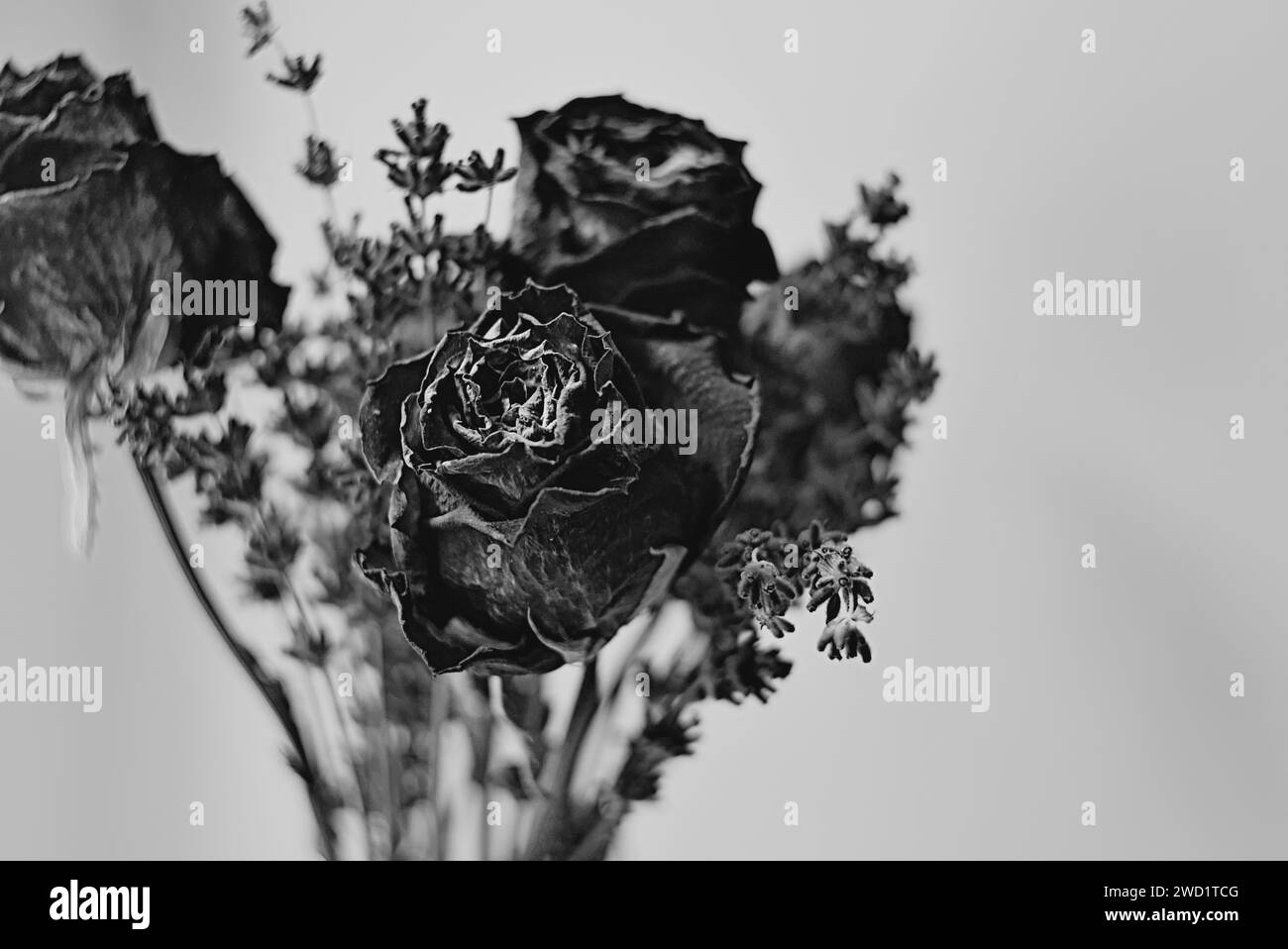 Black and white filmlike high contrast image of dried roses and ...