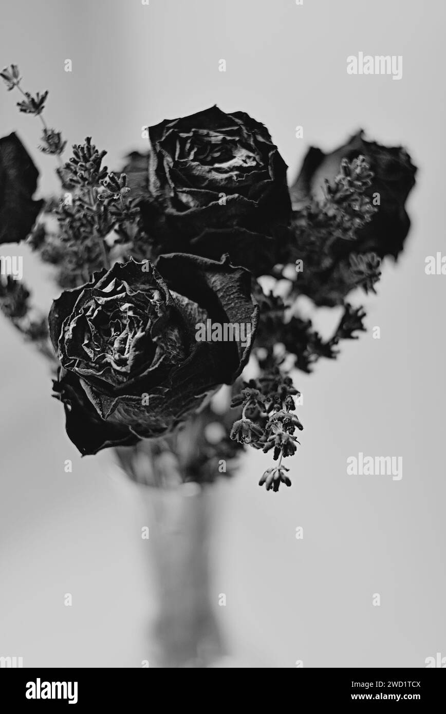 Black and white filmlike high contrast image of dried roses and ...