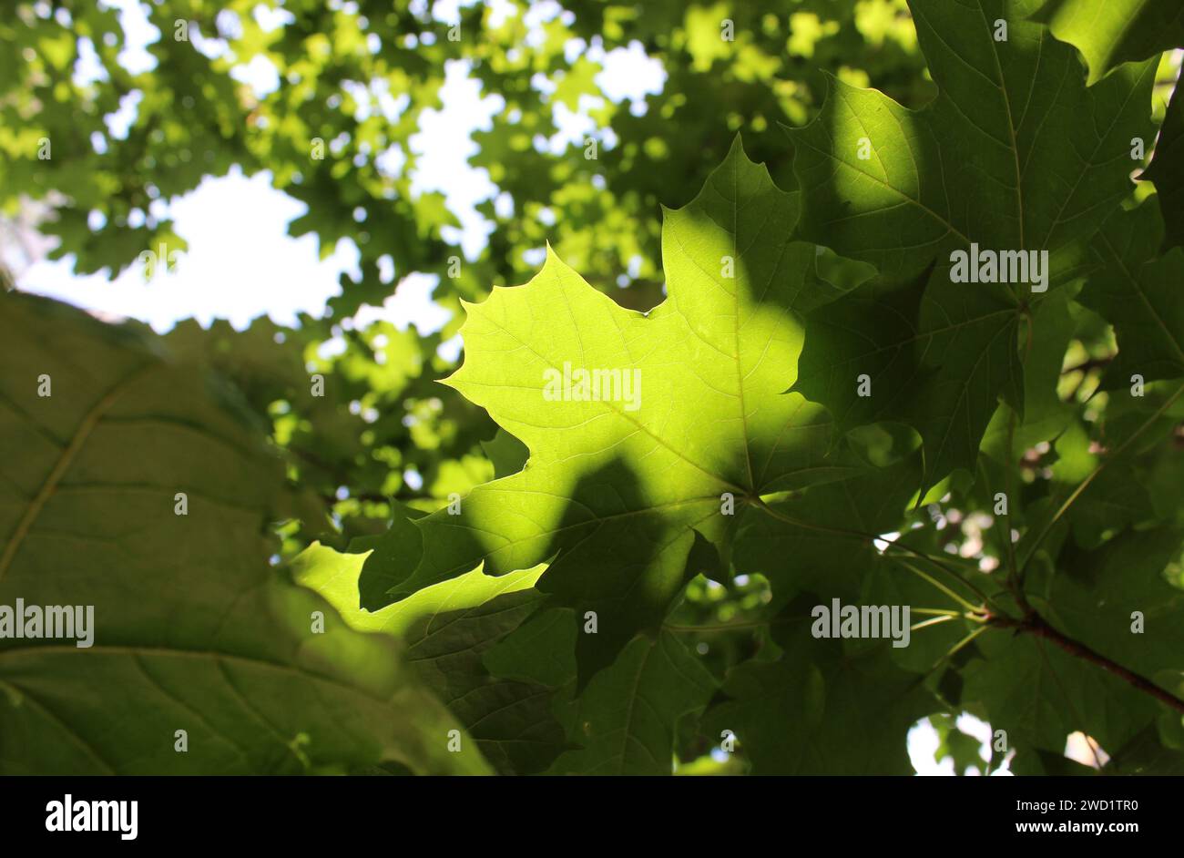 Beauty Pattern Of Green Leaves Of Maple Tree Under Sun Rays Stock Photo ...