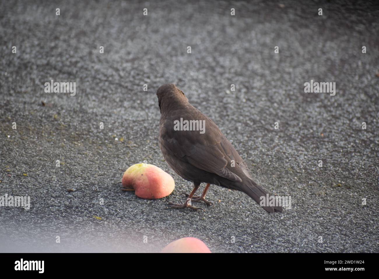 Female eating an apple snow hi-res stock photography and images - Alamy