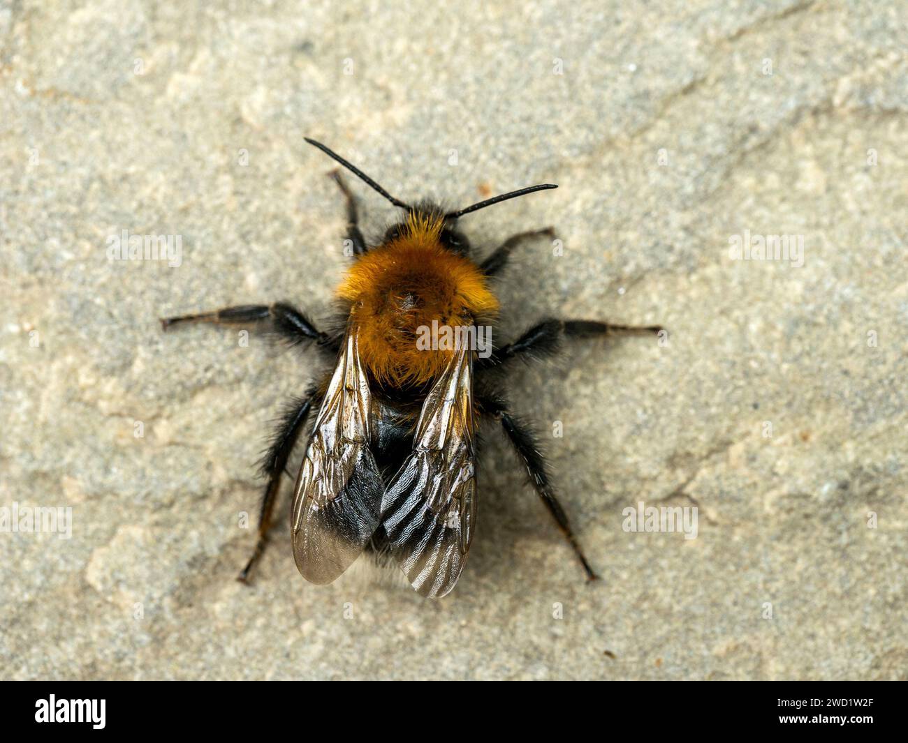 Closeup of a single wild tree bumble bee, Bombus hypnorumon on natural ...