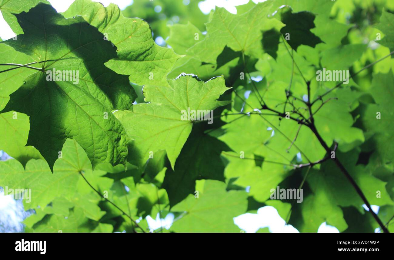 Blurred Branch Of Maple Tree With Green Leaves That Shines Through The ...