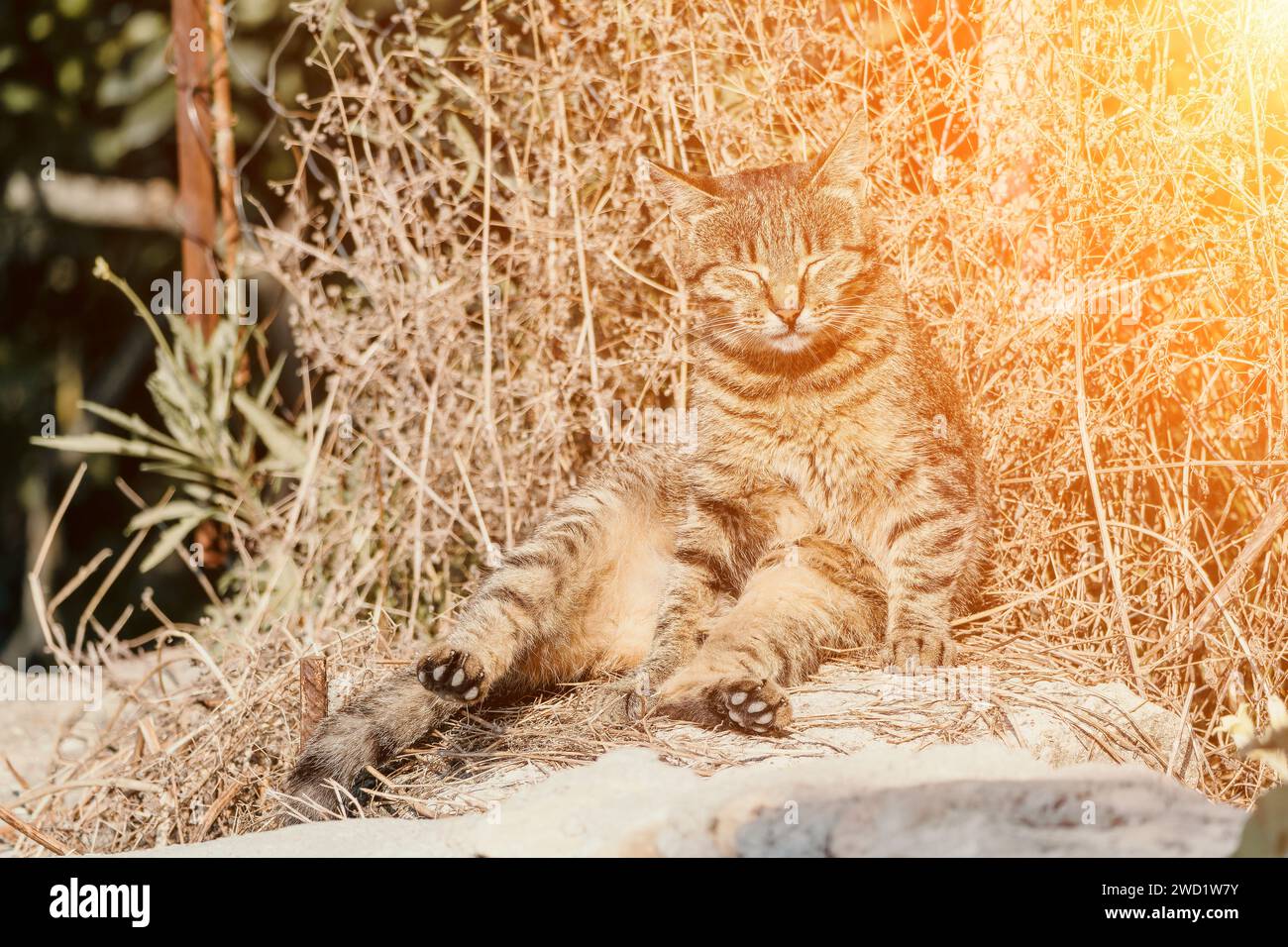 A cute happy grey tabby kitten lies and rests on the floor of the park ...