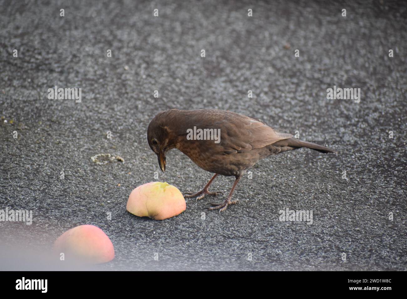 Female blackbird eating apple in hi-res stock photography and images ...