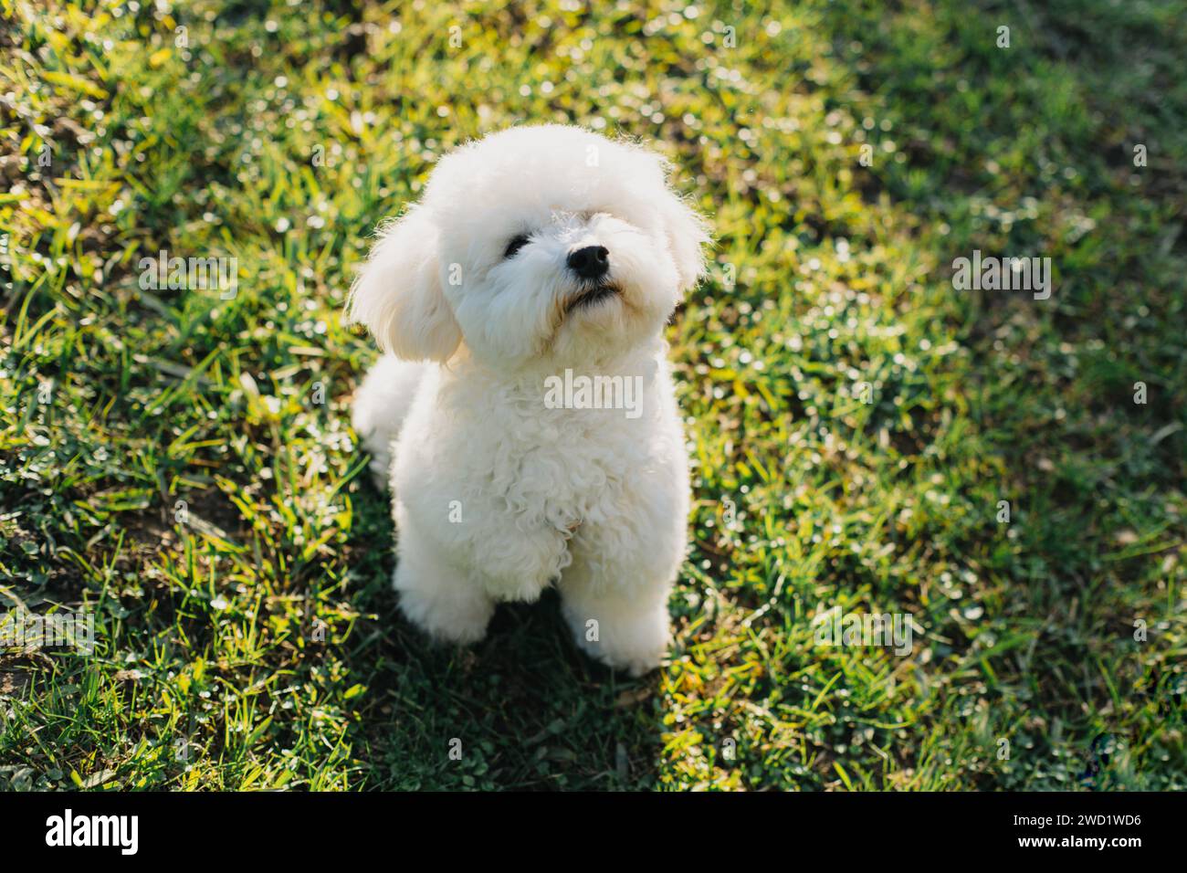 Cute Bichon Frise puppy on a green grass walking in a park. Portrait of ...