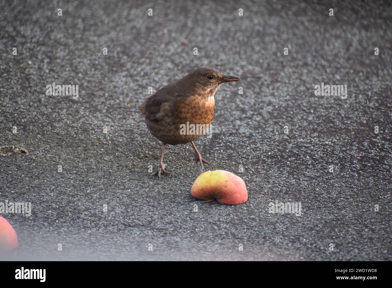 Common blackbird amsel schwarzdrossel hi-res stock photography and ...