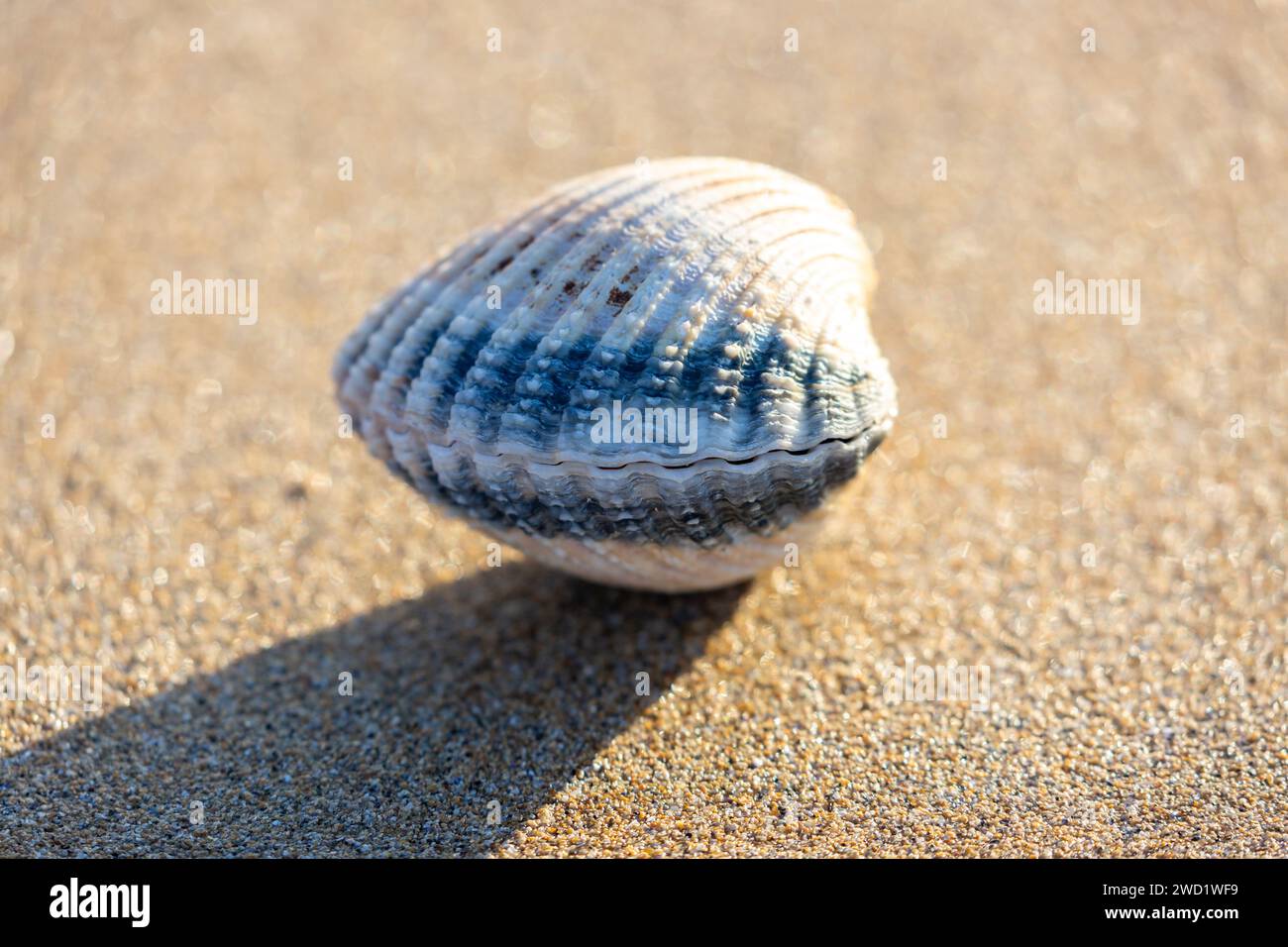 Common Cockle cerastoderma edule Stock Photo - Alamy