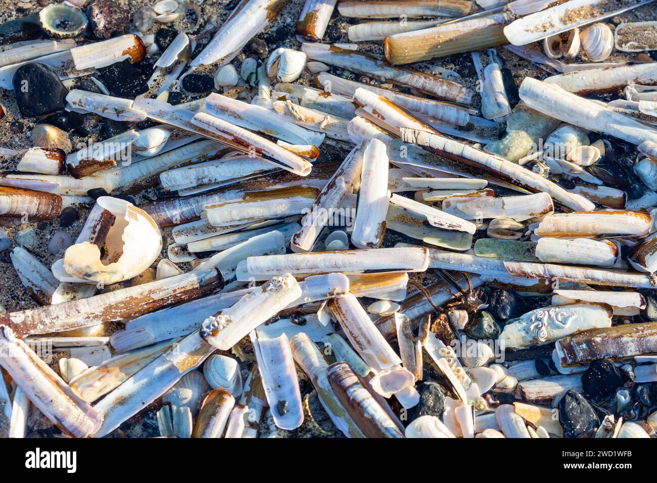 The razor shell, Ensis magnus, also called razor clam, razor fish Stock ...