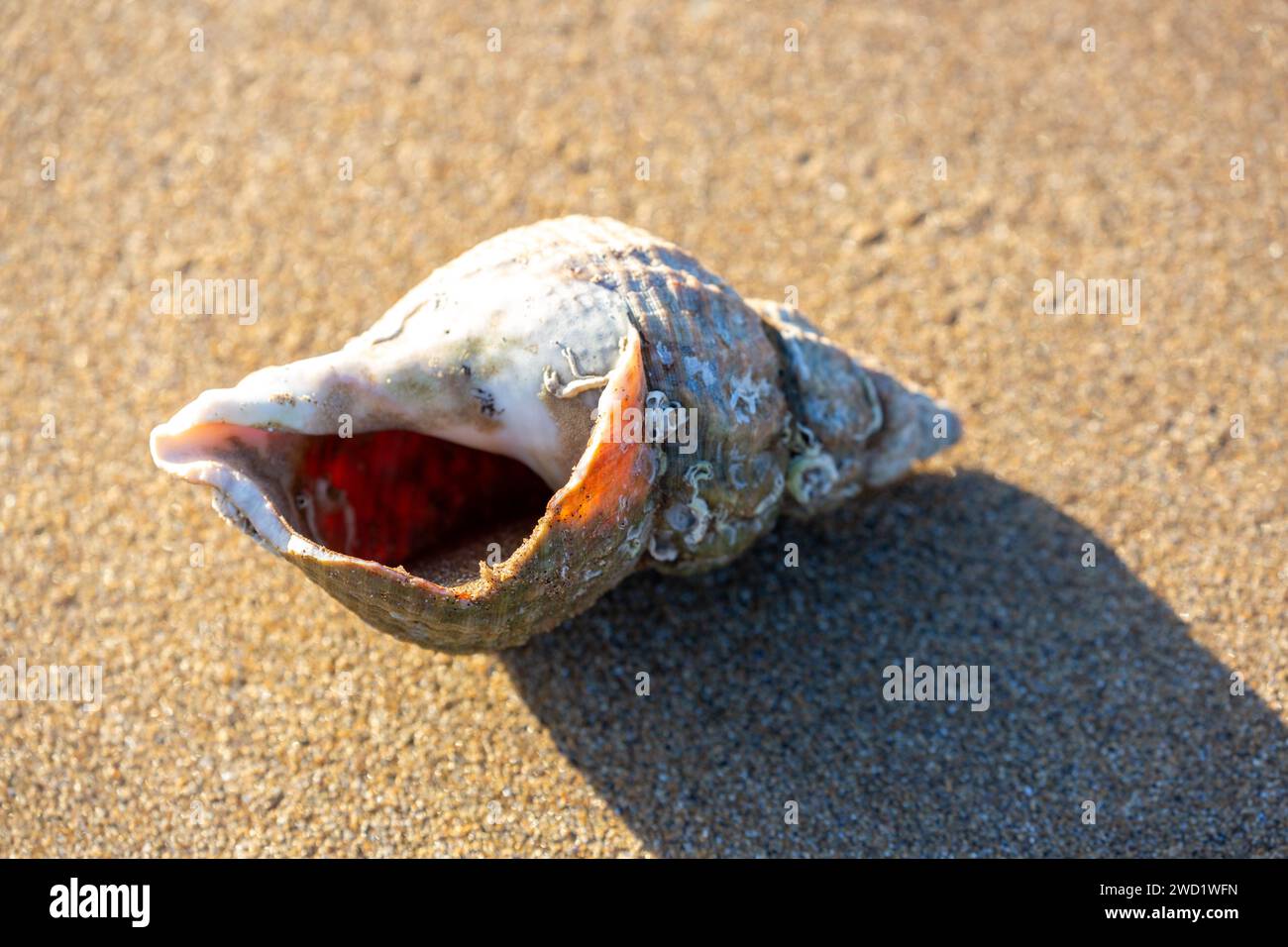 Whelk shell hi-res stock photography and images - Alamy