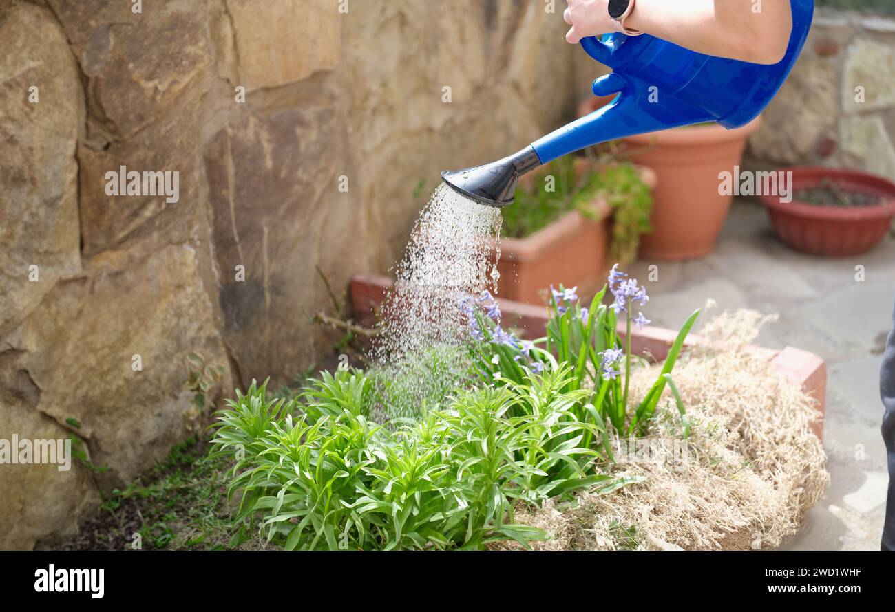 Closeup of water pouring from watering can into flower bed Stock Photo ...