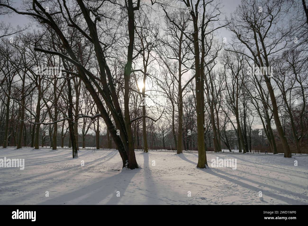 Winter, Sonne, Bäume, Treptower Park, Treptow, Treptow-Köpenick, Berlin ...