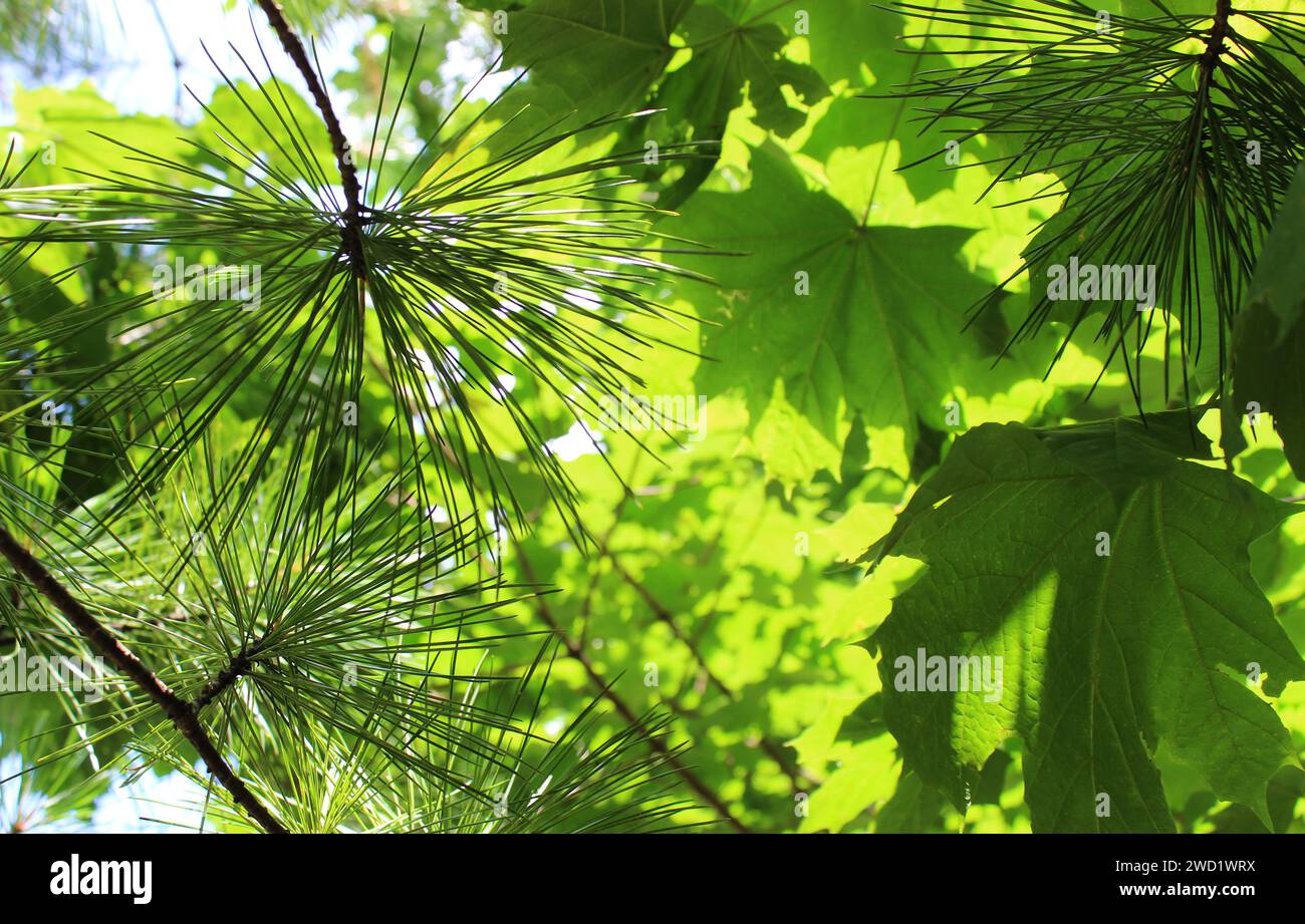 Beauty Pattern Of Maple Leaves And Pine Needles Stock Photo For Nature ...