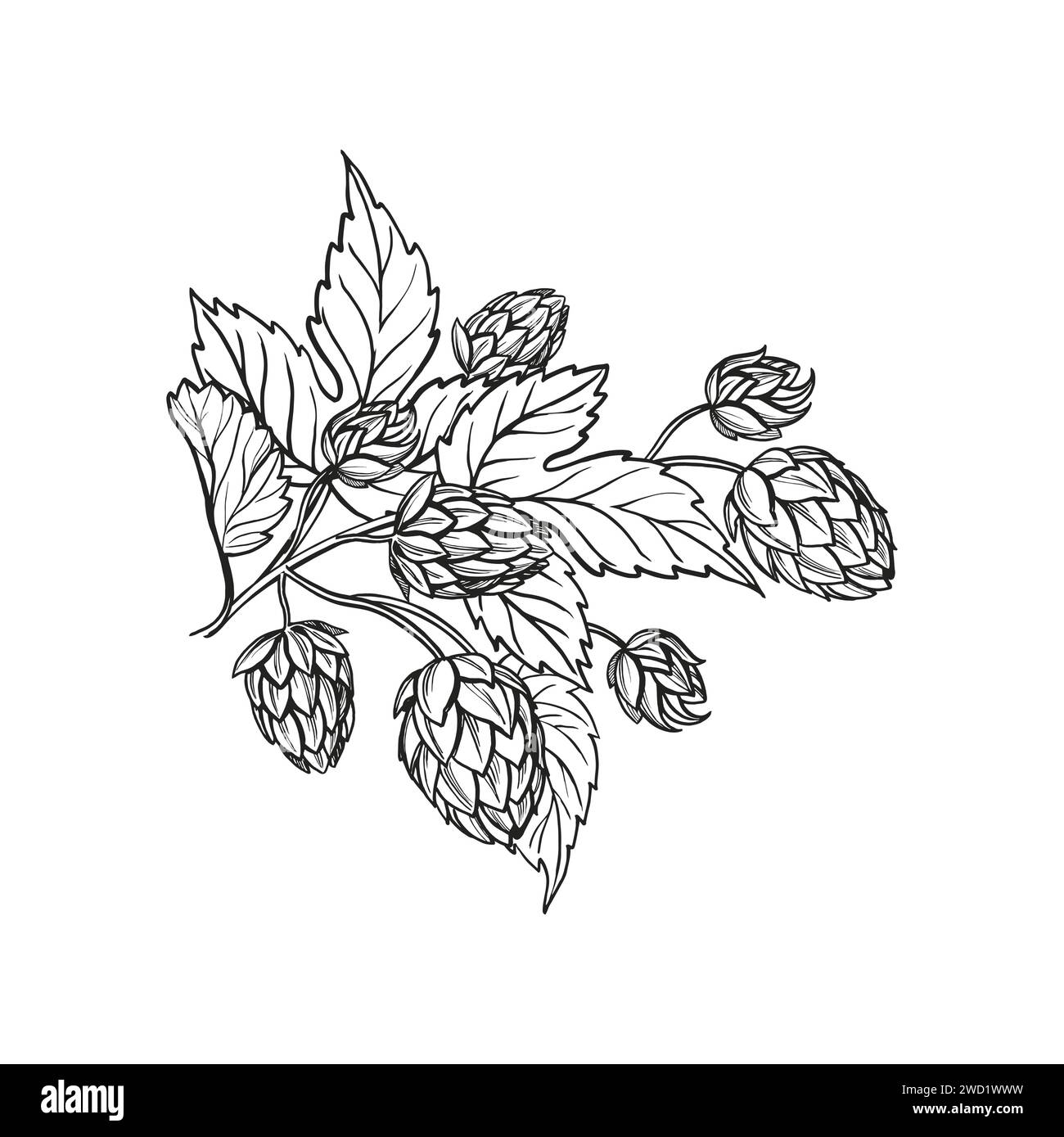 Hand drawn vector sketch of hop plant with leaves and buds, craft beer ...